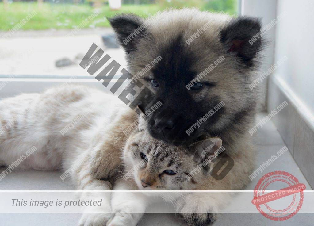 The 7 Best Dog-Proof Cat Litter Boxes of 2021 - Purry Friends